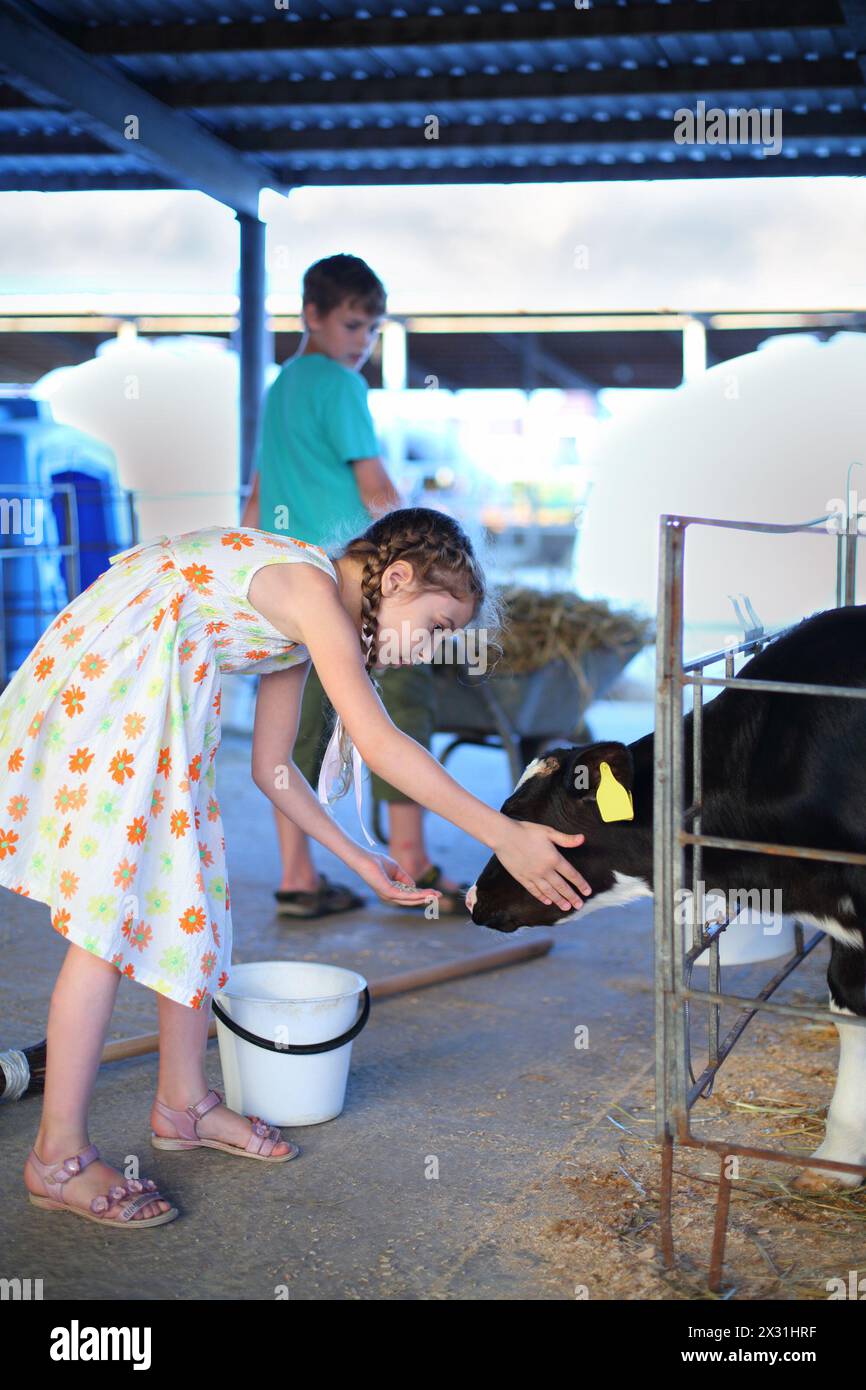 Happy little girl caresses small cute calf at cow farm at summer day ...
