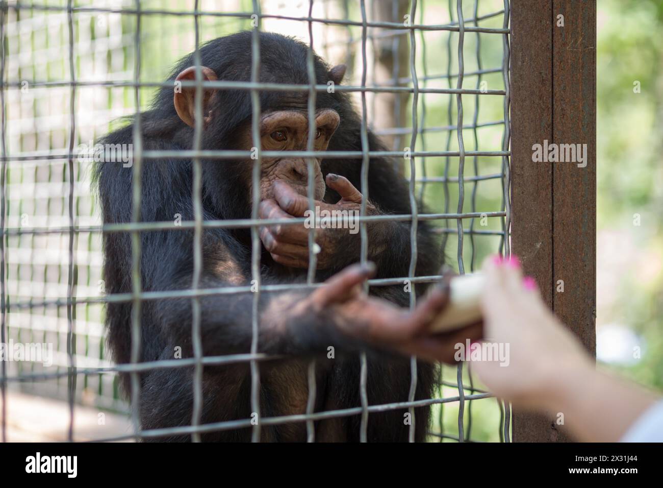 Human feeds banana monkey at the zoo Stock Photo - Alamy