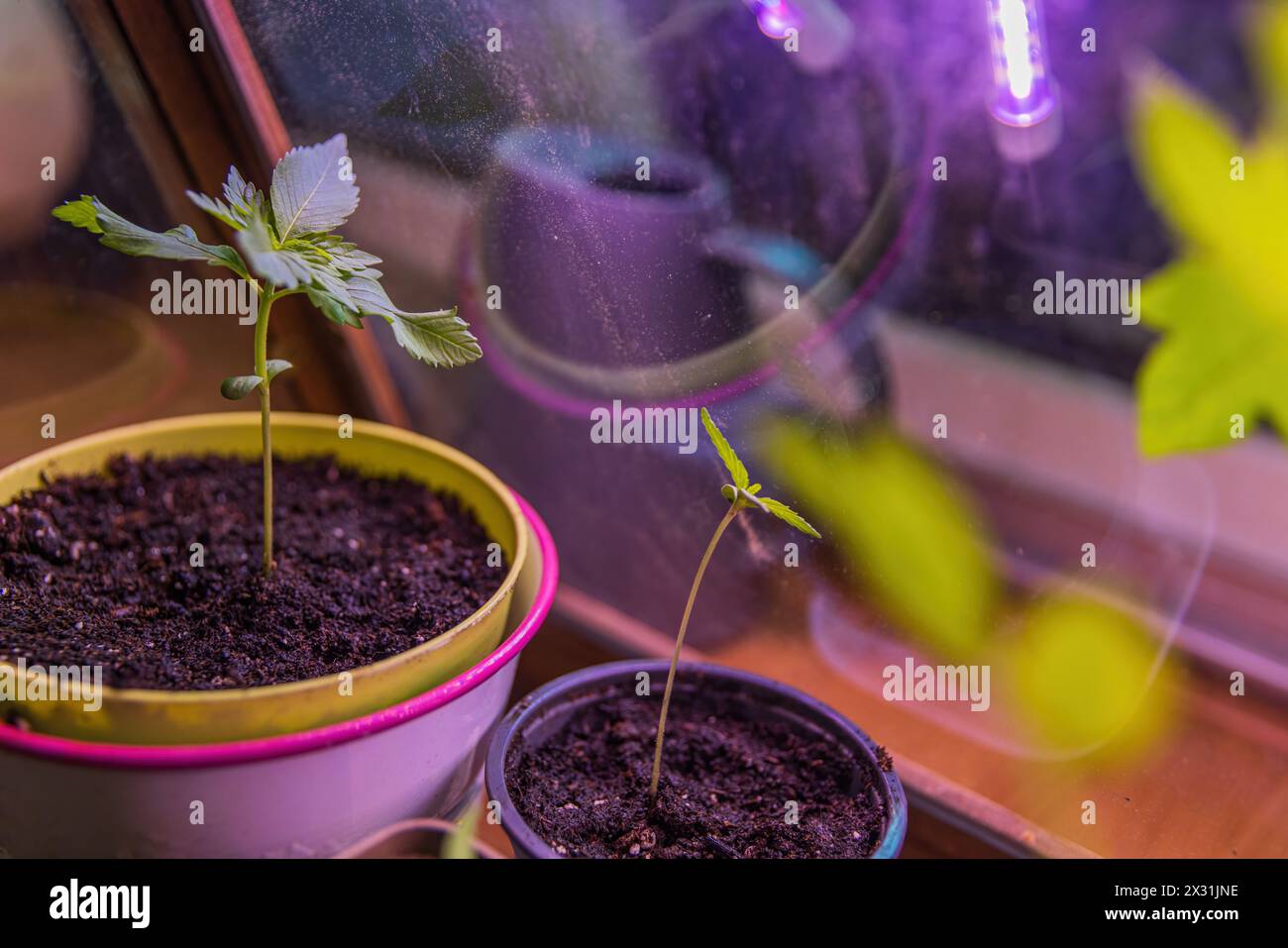Plant sapling cannabis growing in pot at home with LED grow light Stock ...