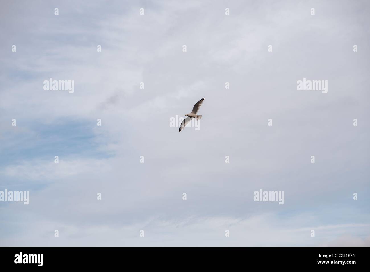 Pescarus hi-res stock photography and images - Alamy