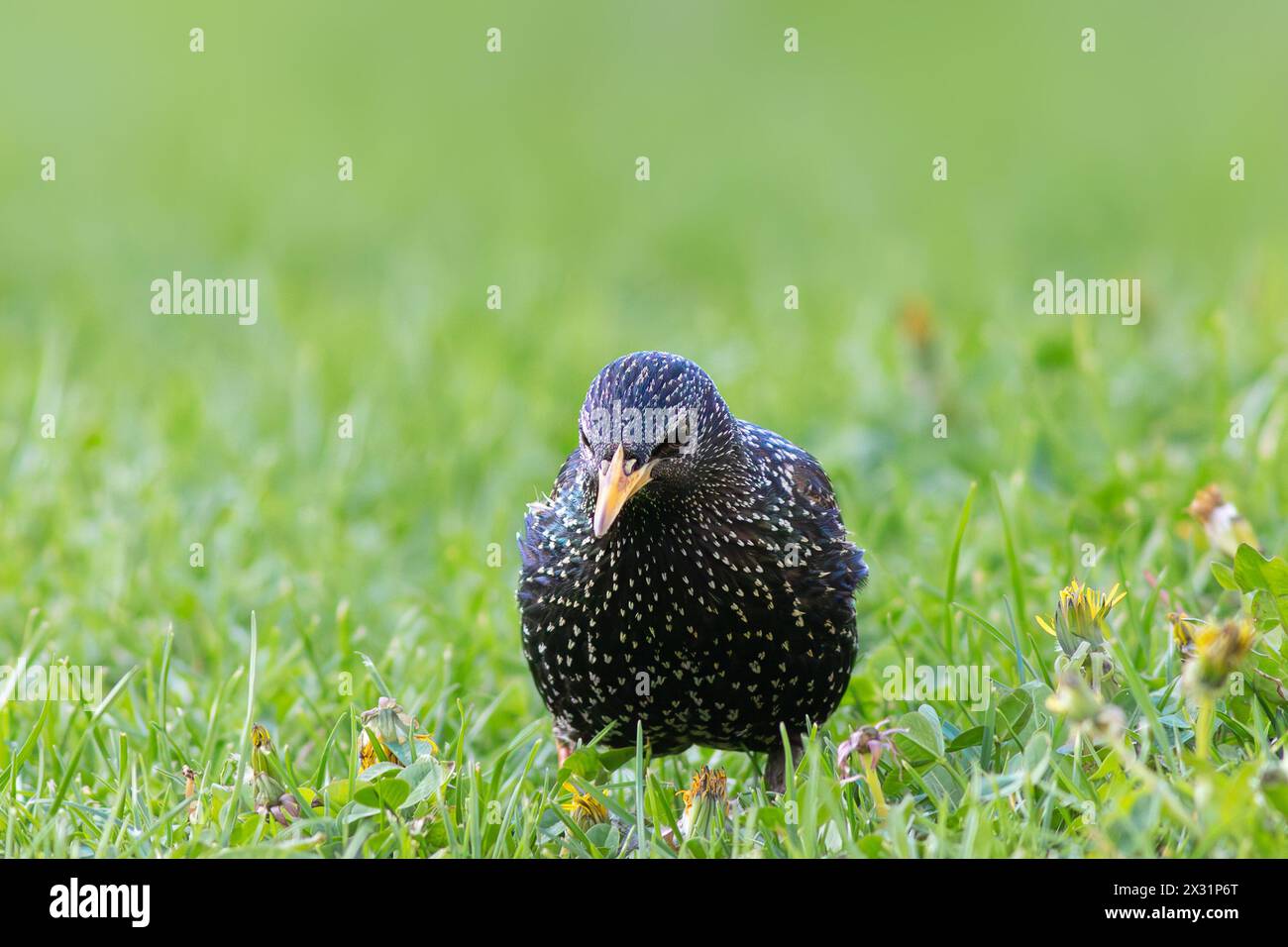 curious starling showing beautiful colors of breeding plumage Stock ...