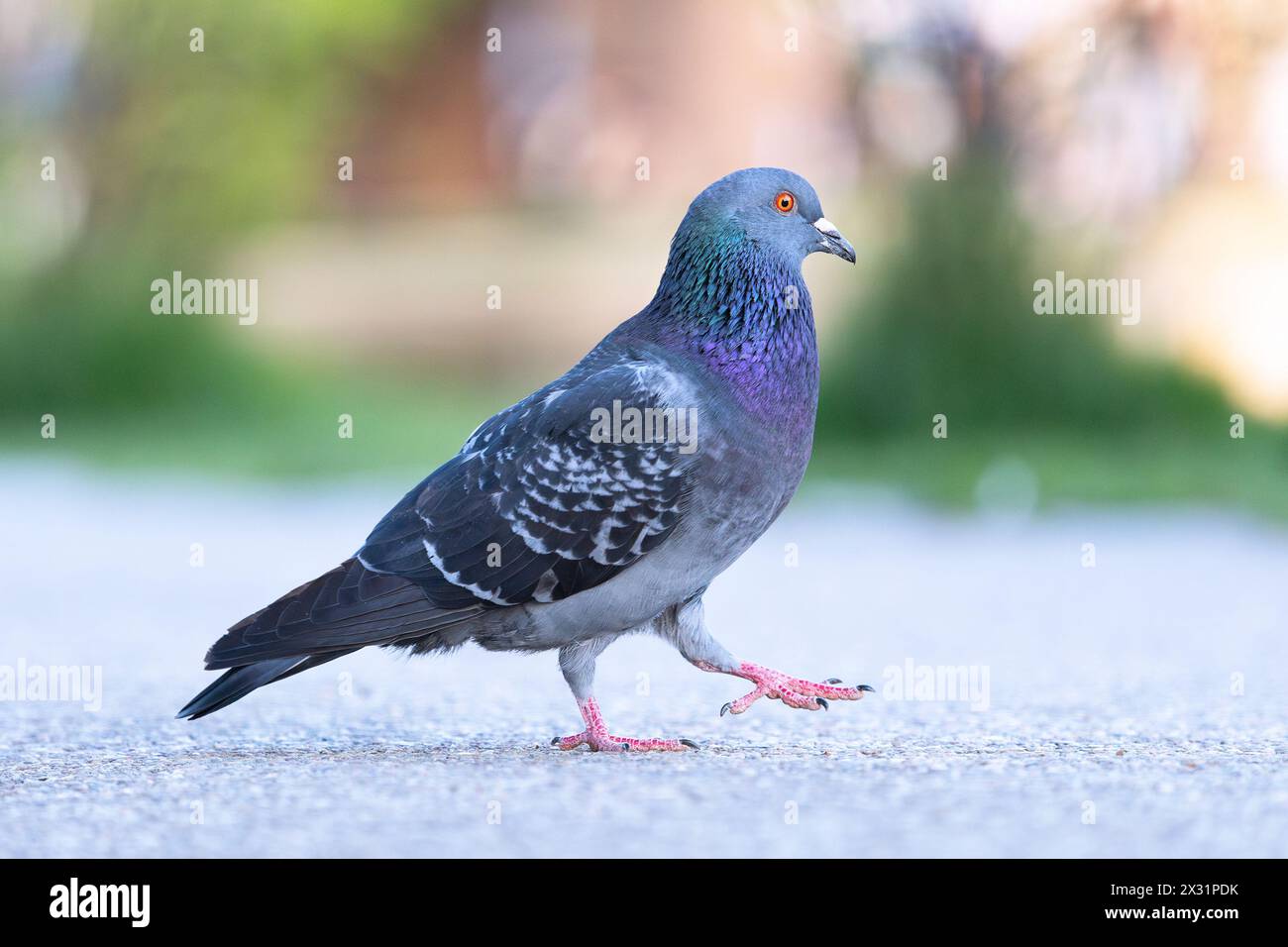 Columba livia columbidae hi-res stock photography and images - Alamy