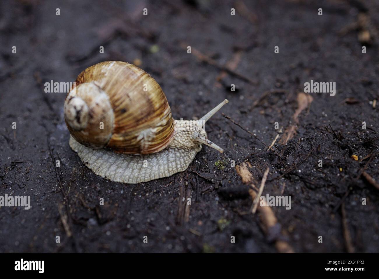 Eine Weinbergschnecke kriecht ueber einen Waldweg naehe Muenster, 08.04 ...