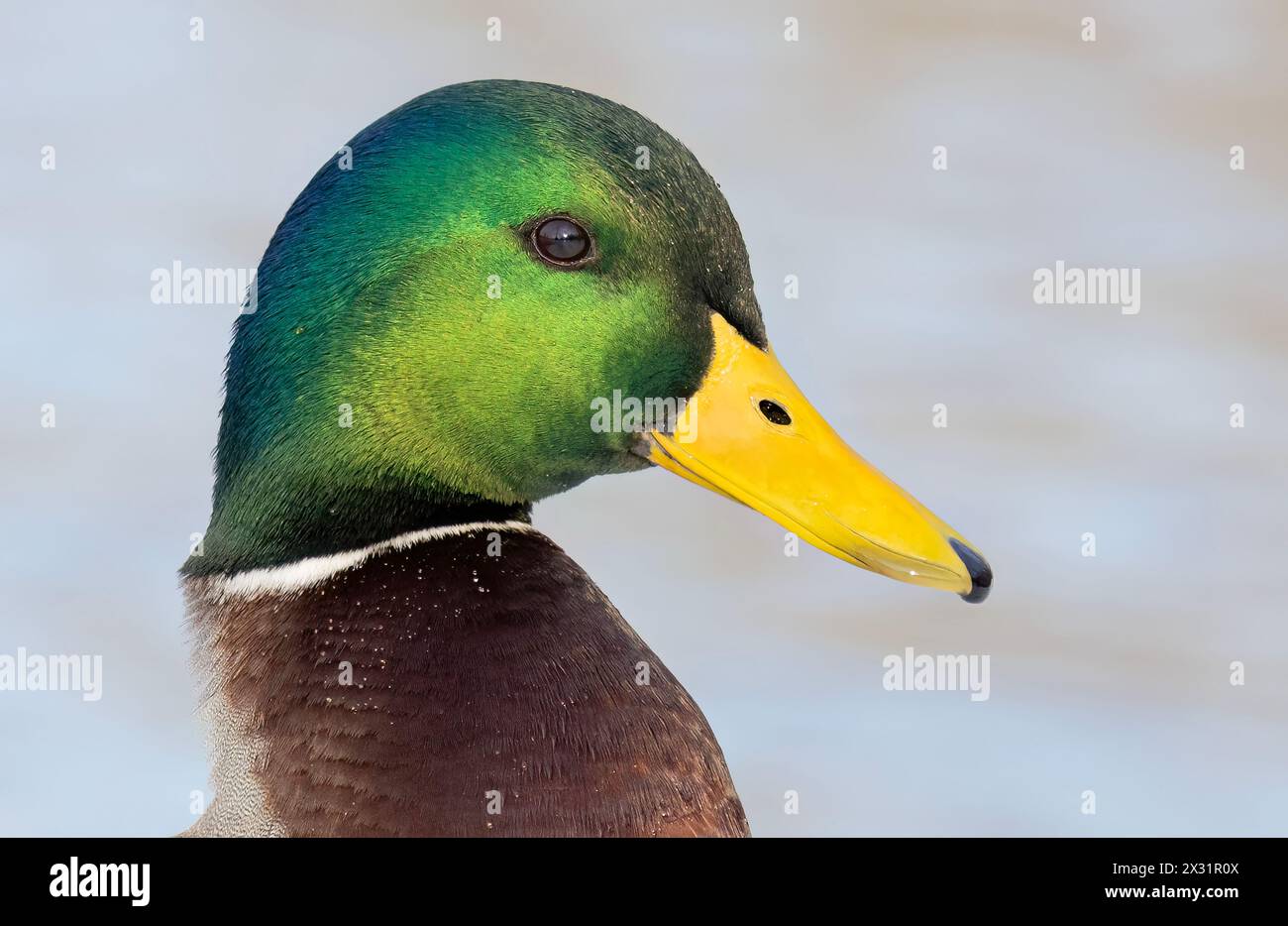 Male mallard duck drake closeup along the Ottawa river in Canada Stock ...
