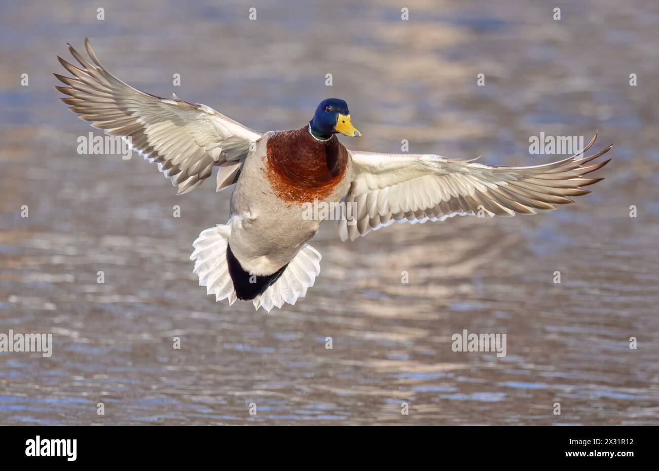 Male mallard duck drake in flight over the Ottawa river in Canada Stock ...