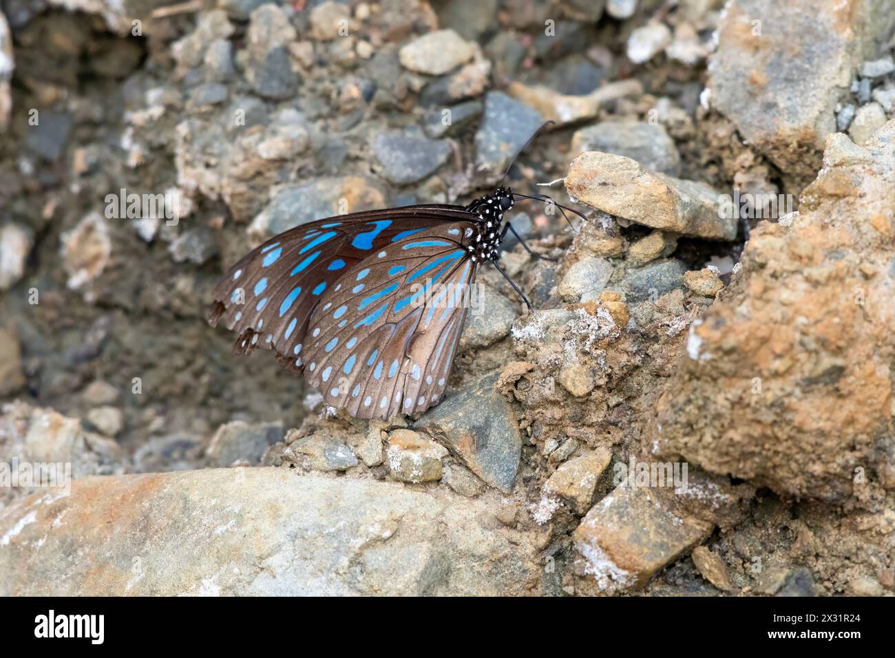 Dark Blue Tiger Butterfly or Tirumala septentrionis at Khonoma in ...