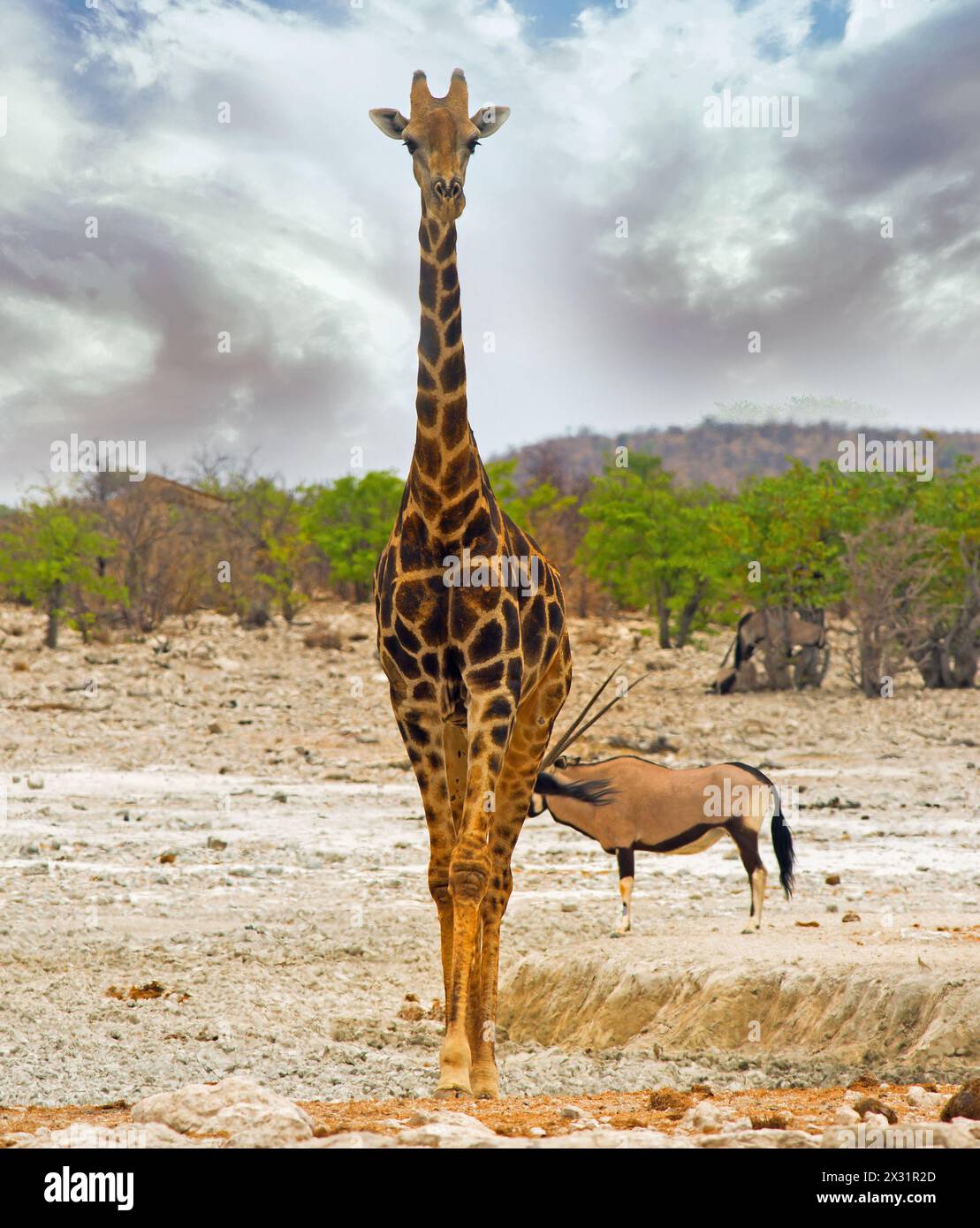 Giraffe looking at camera hi-res stock photography and images - Alamy