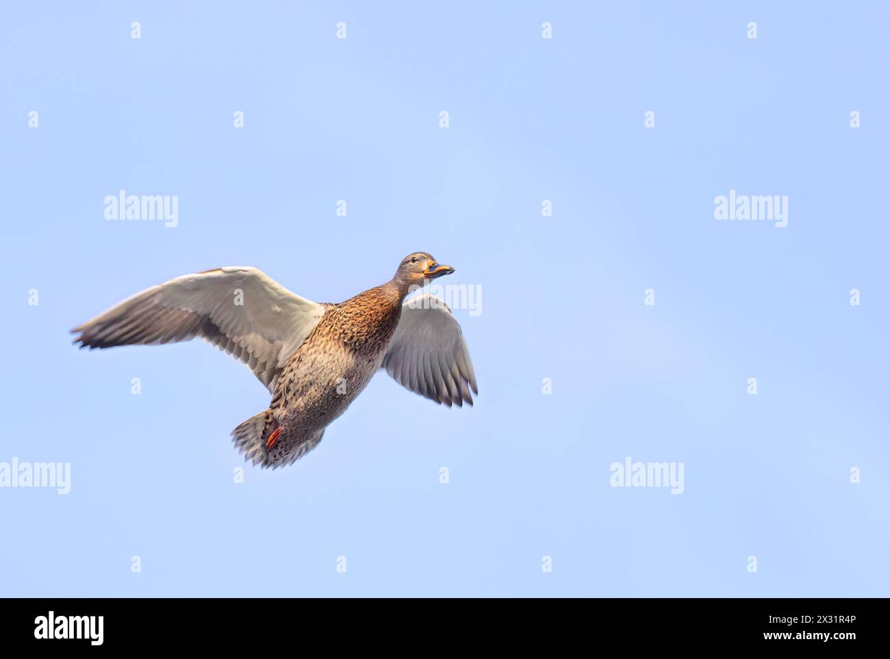 Female mallard duck in flight isolated against a blue winter sky in ...