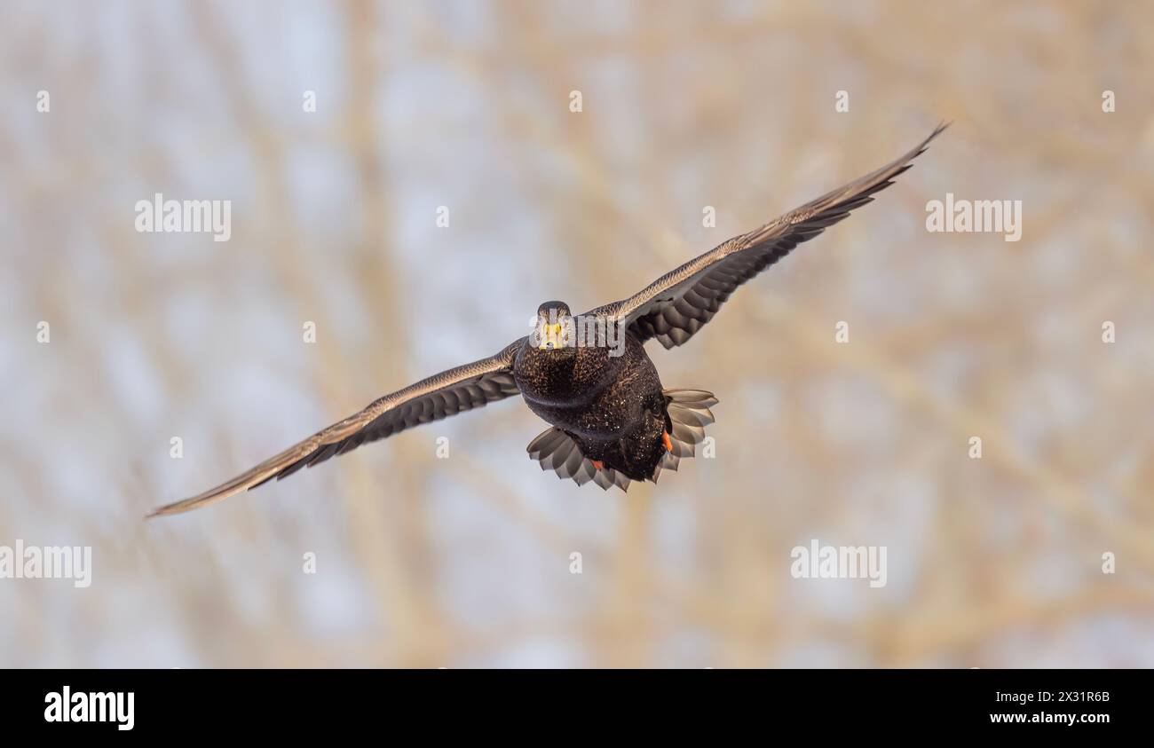 Female mallard duck in flight isolated against a blue winter sky in ...