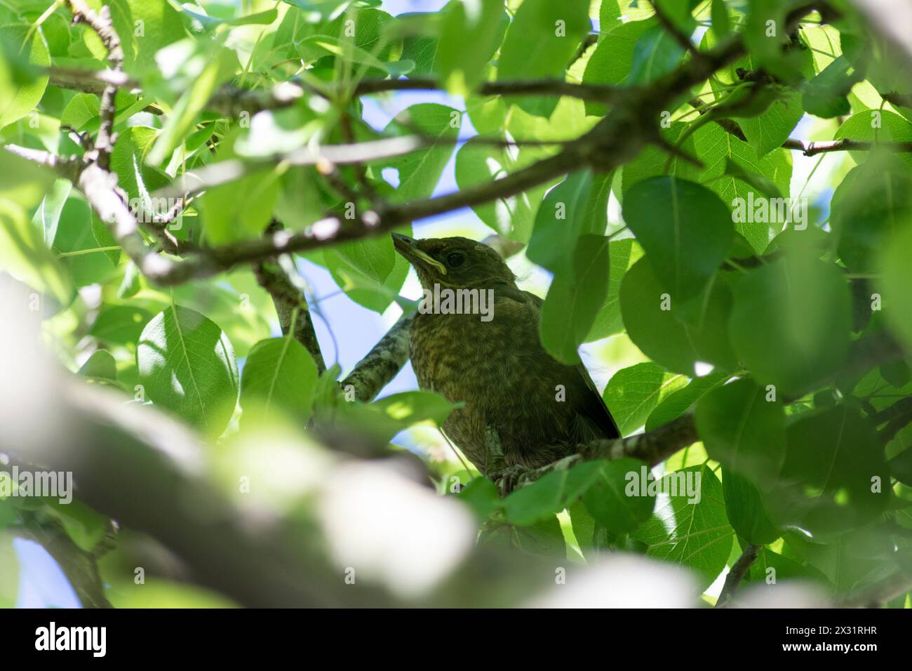 Turdus merula - common blackbird breeds Turdidae. Juvenile blackbird ...