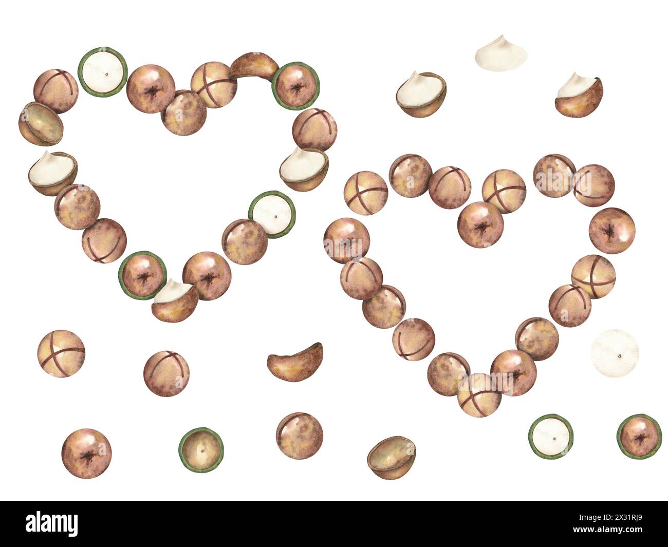 Heart-shaped frame made of ripe macadamia nuts on a white background ...