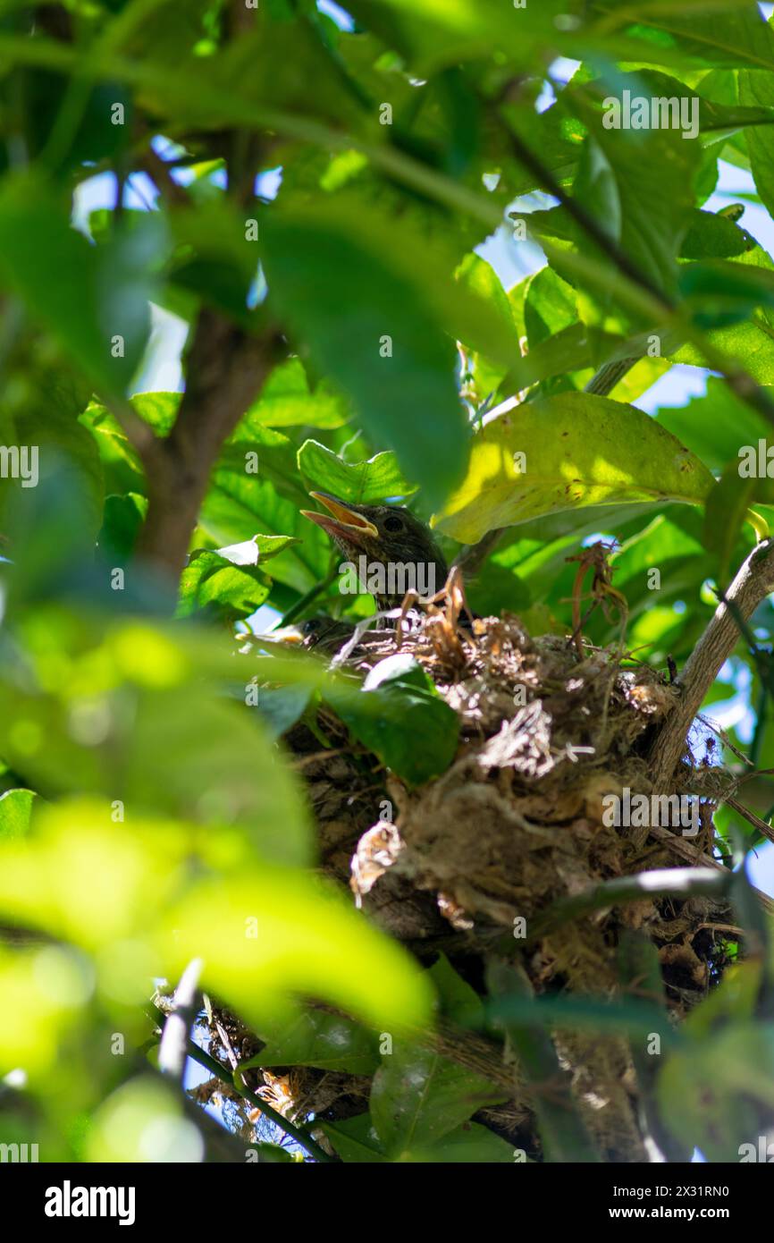 Turdus merula - common blackbird breeds Turdidae. Juvenile blackbird ...