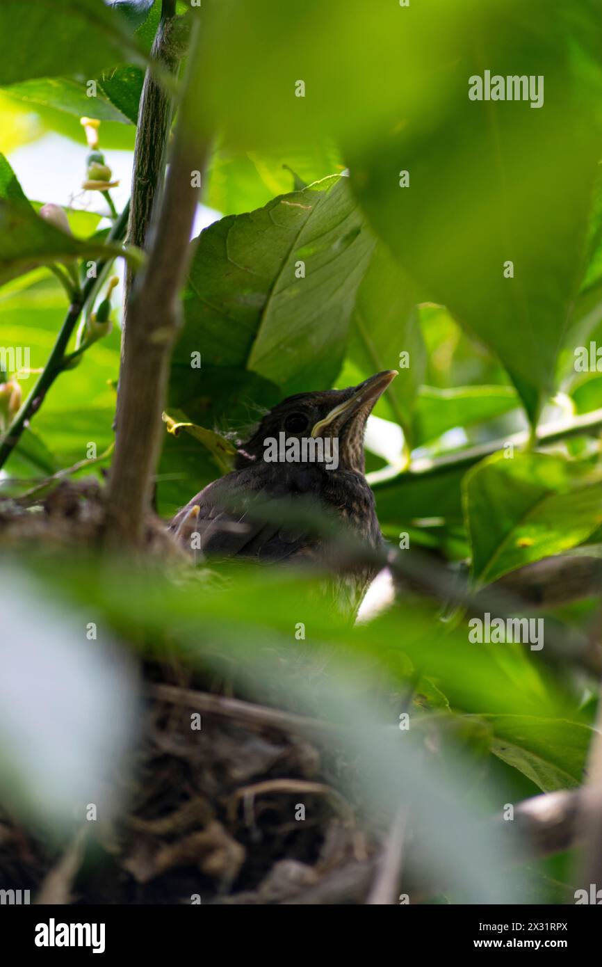 Turdus merula - common blackbird breeds Turdidae. Juvenile blackbird ...