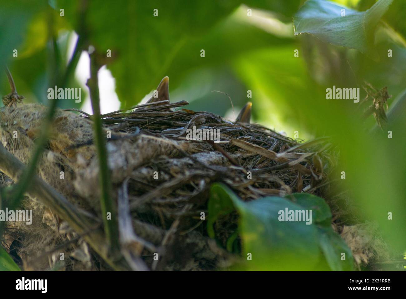 Turdus merula - common blackbird breeds Turdidae. Juvenile blackbird ...