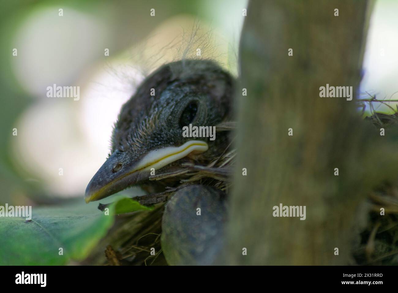 Turdus merula - common blackbird breeds Turdidae. Juvenile blackbird ...