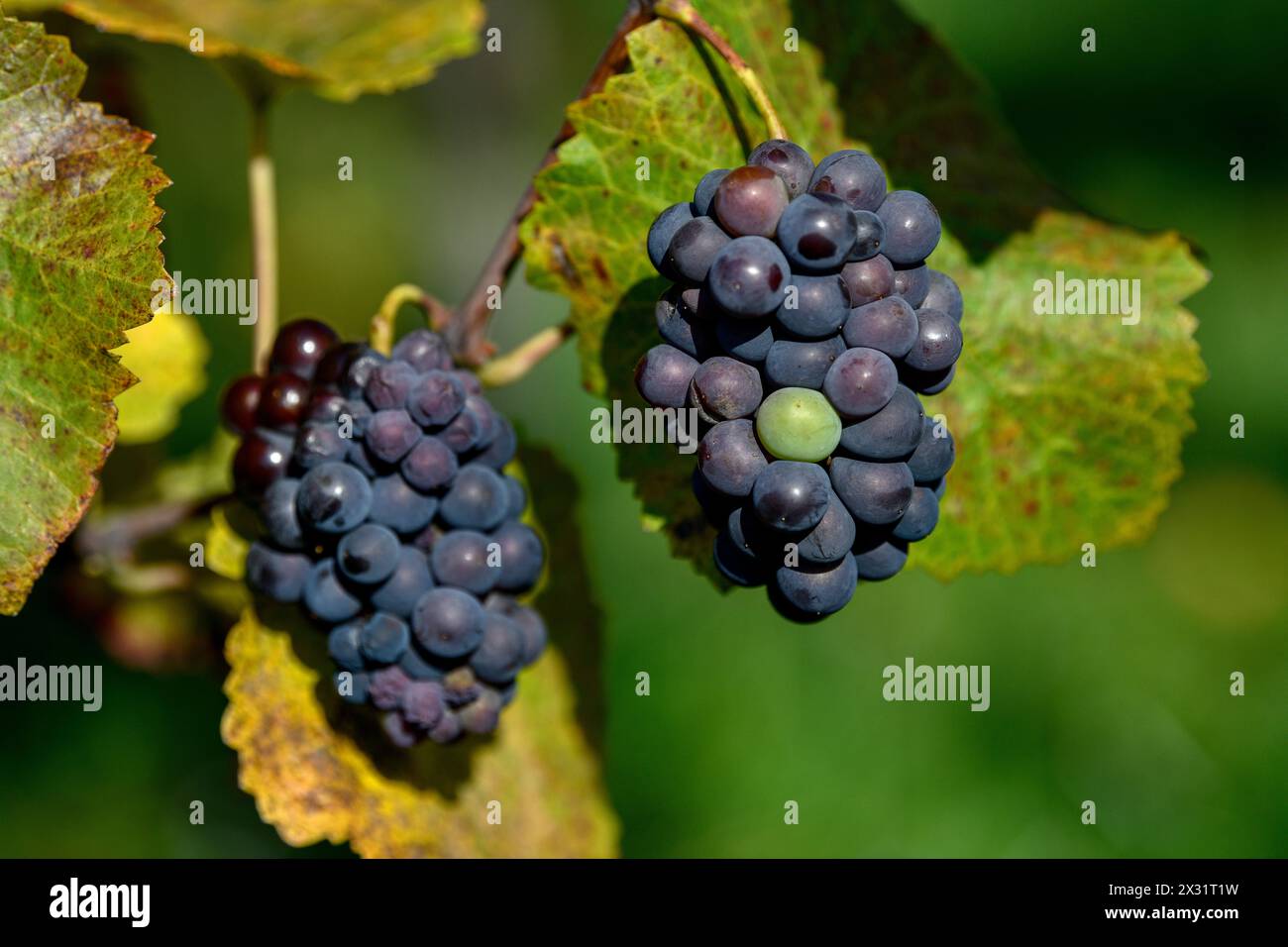 botany, grape-vine, (Vitis), European grapevine, (Vitis vinifera), mature grape at vine, near ...