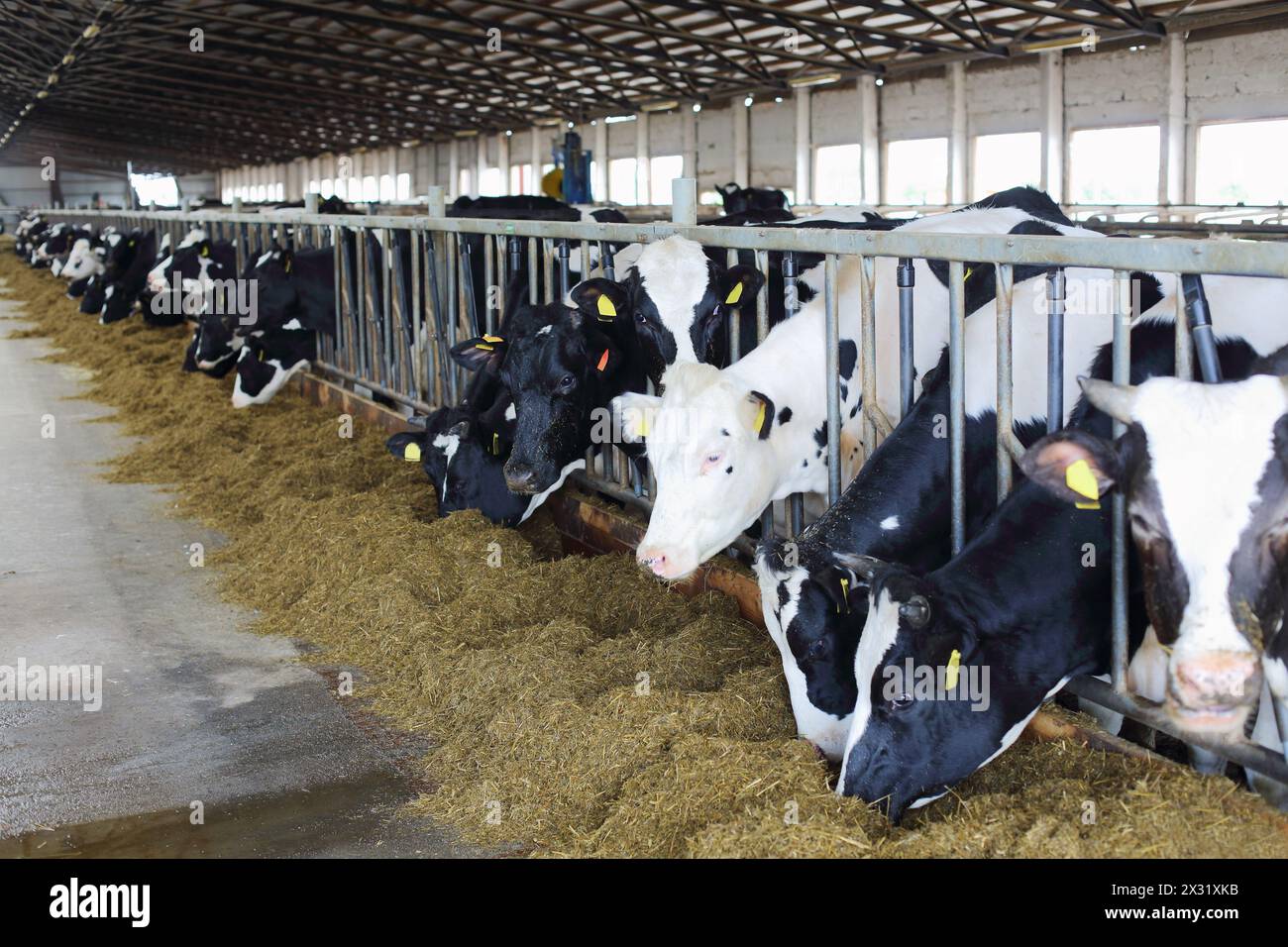 The cows in the stable eating straw through fences Stock Photo - Alamy