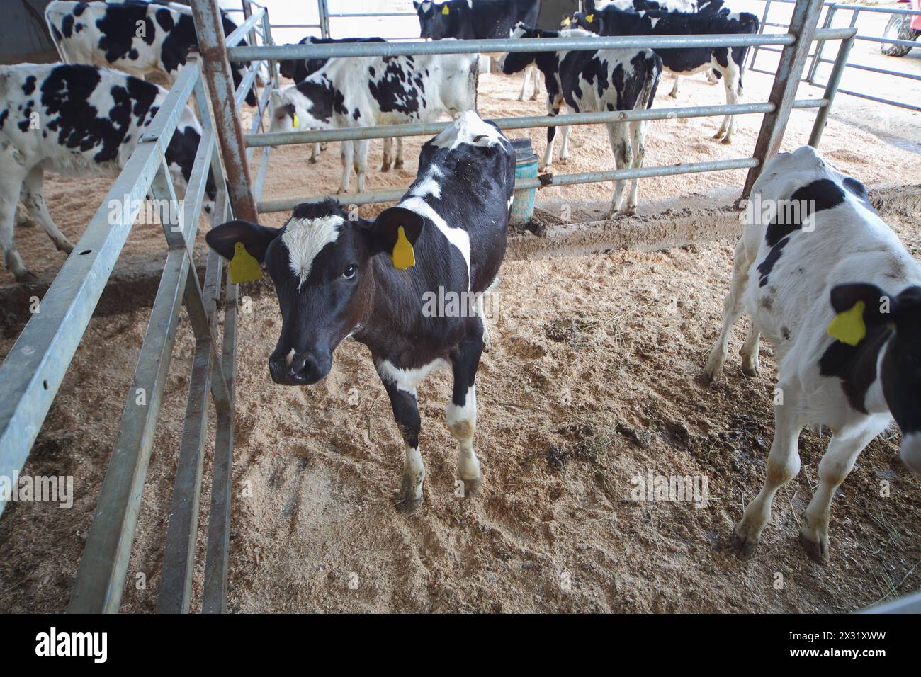 Calves in pens in a hangar at the dairy farm Stock Photo - Alamy