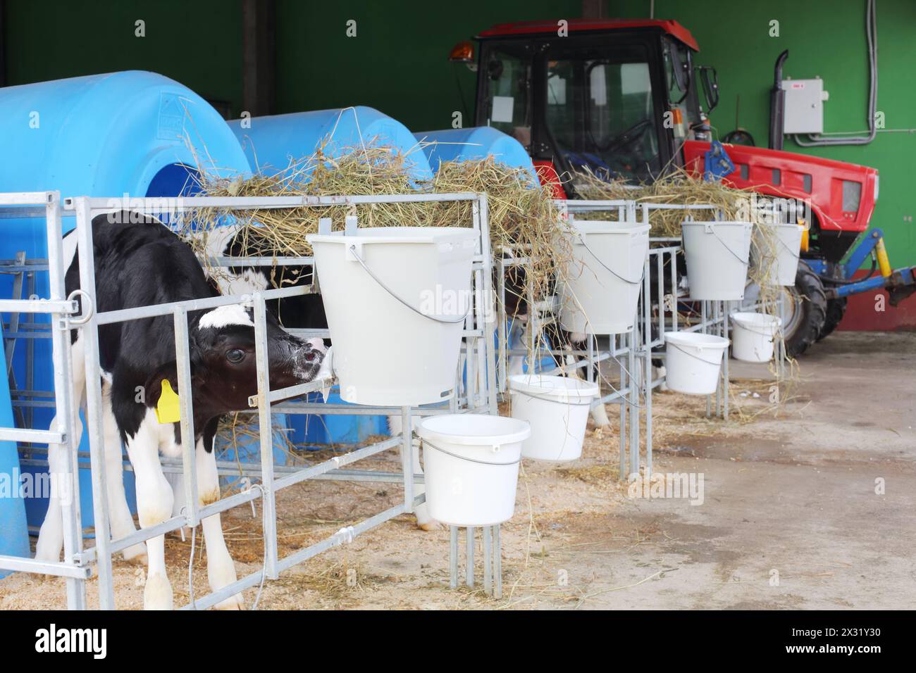 Calf drinking water from a drinking bowls on a dairy farm Stock Photo ...