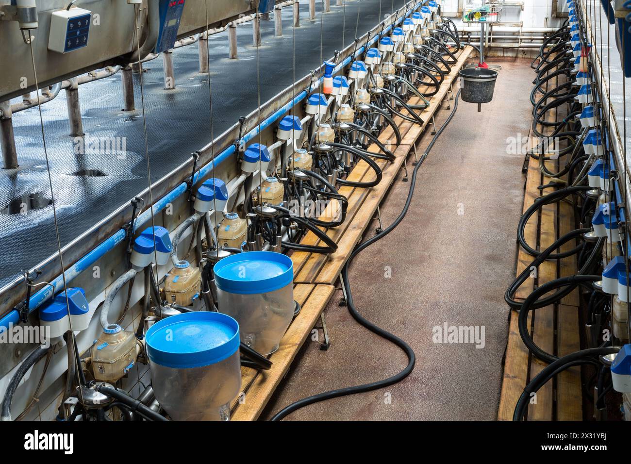 Rows with milking machines on dairy farm Stock Photo - Alamy