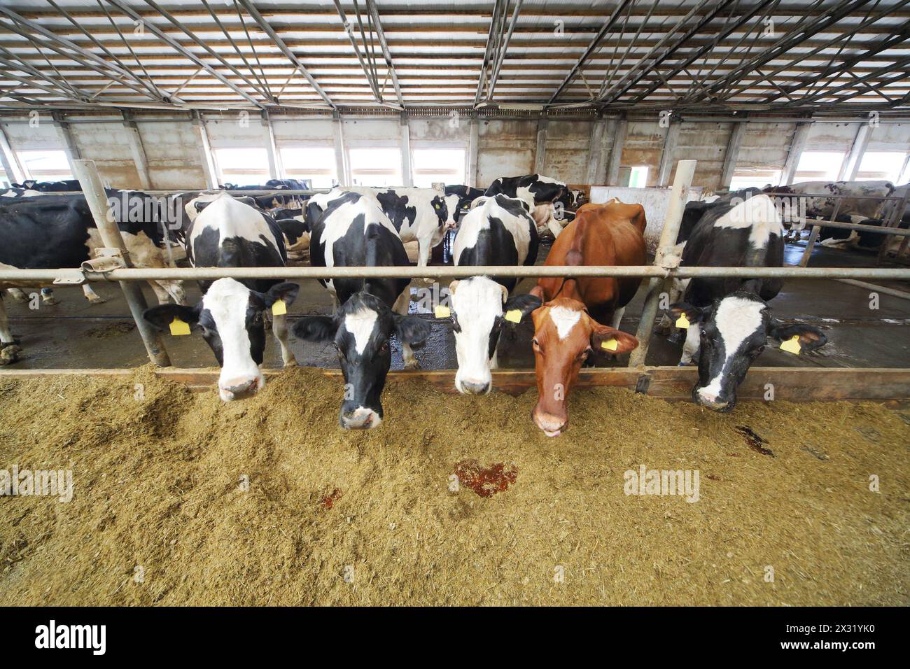 The cows in the cowshed eating straw through fences Stock Photo - Alamy