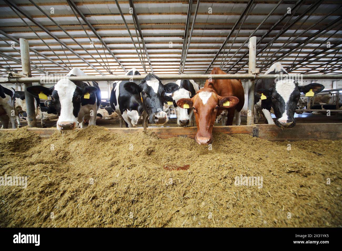 The cows in the cowshed eating through fences Stock Photo - Alamy