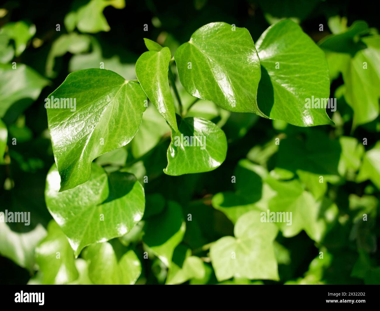 Italy, Ivy leaves in a garden Stock Photo - Alamy