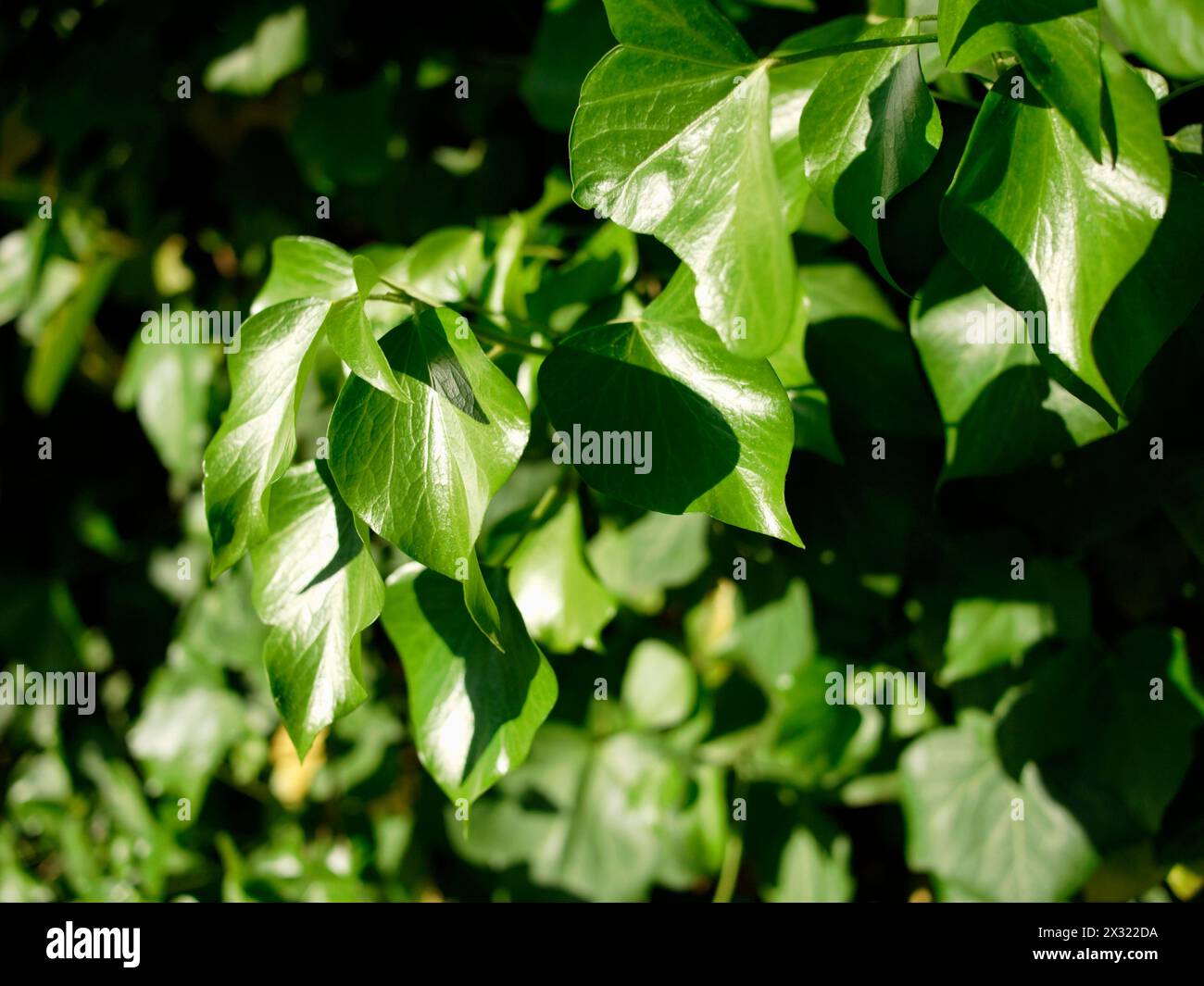 Italy, Ivy leaves in a garden Stock Photo - Alamy