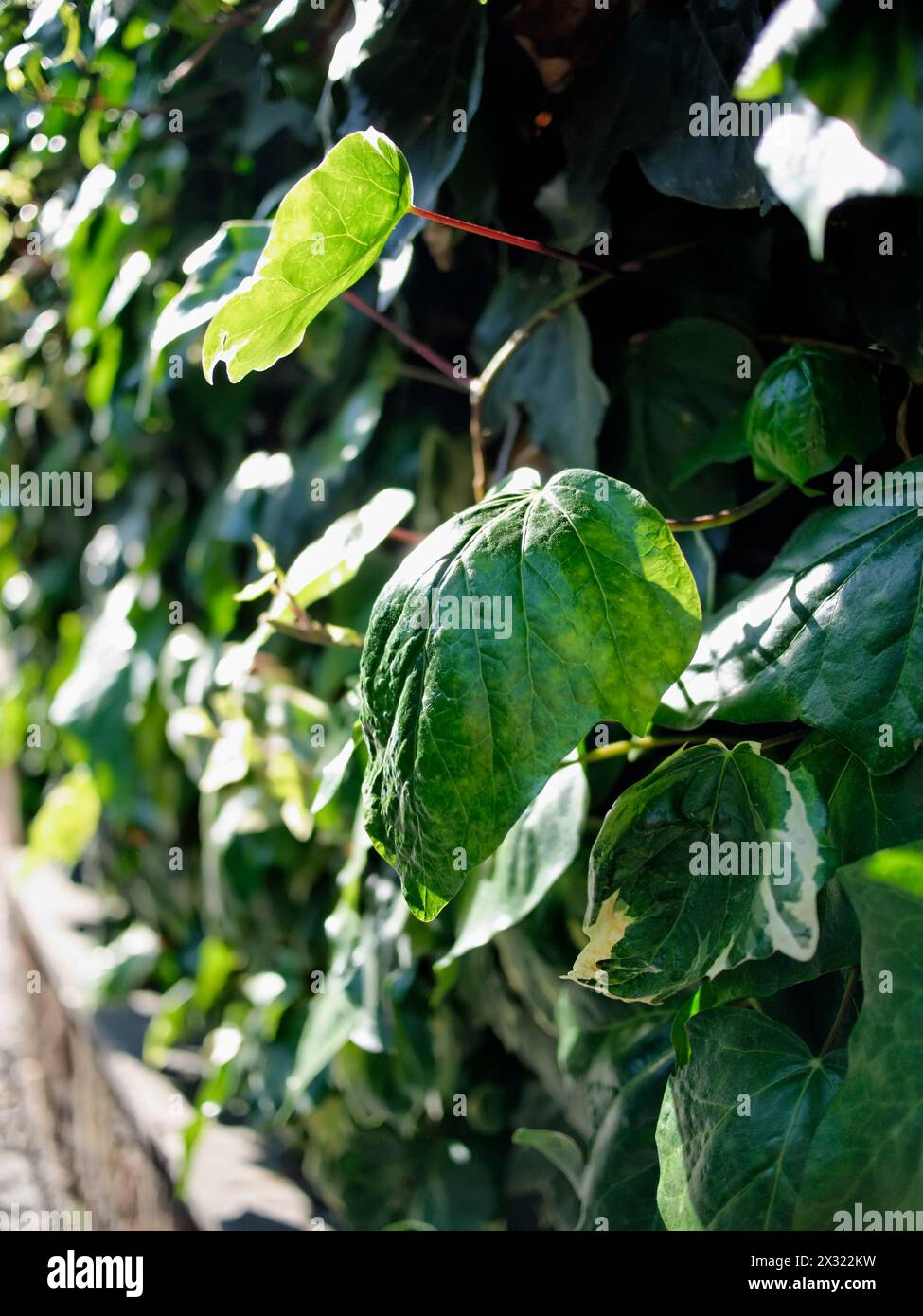 Italy, Ivy leaves in a garden Stock Photo - Alamy