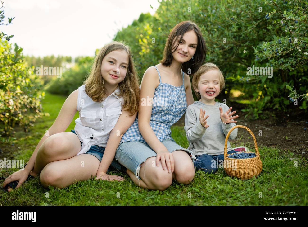 Cute teenage sisters and their little brother picking fresh berries on ...