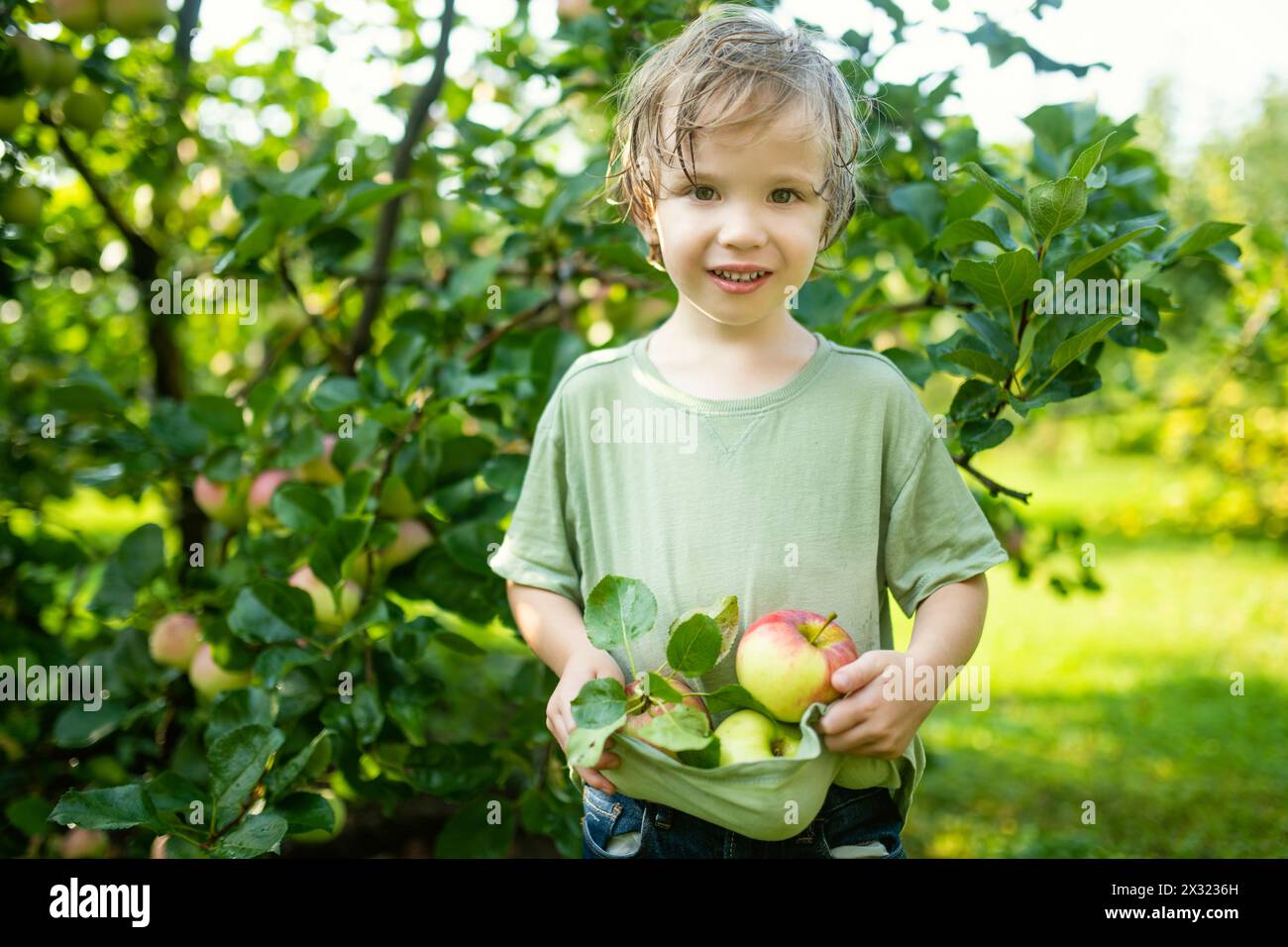 Cute toddler boy helping to harvest apples in apple tree orchard in ...