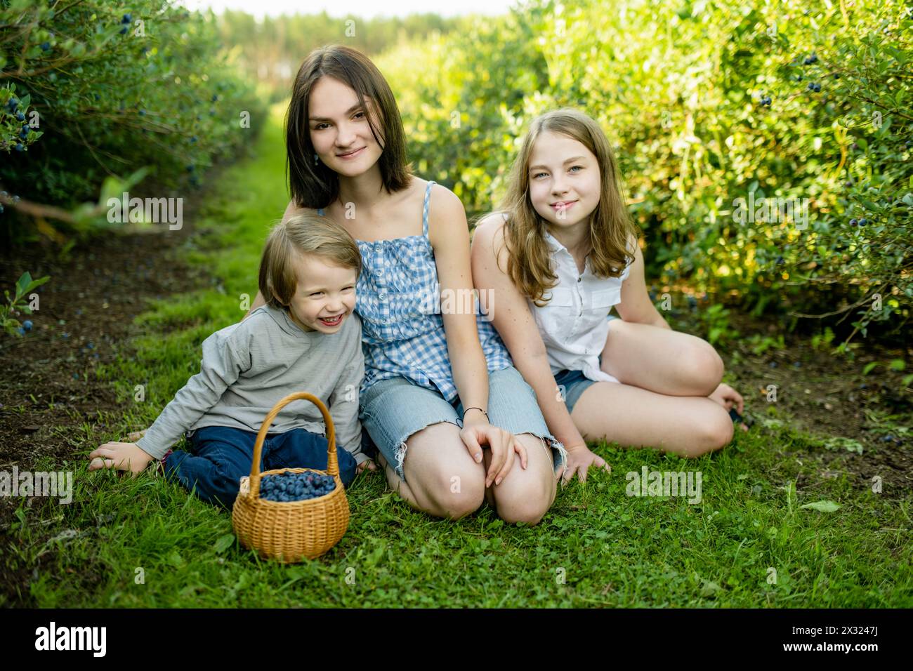 Cute teenage sisters and their little brother picking fresh berries on ...