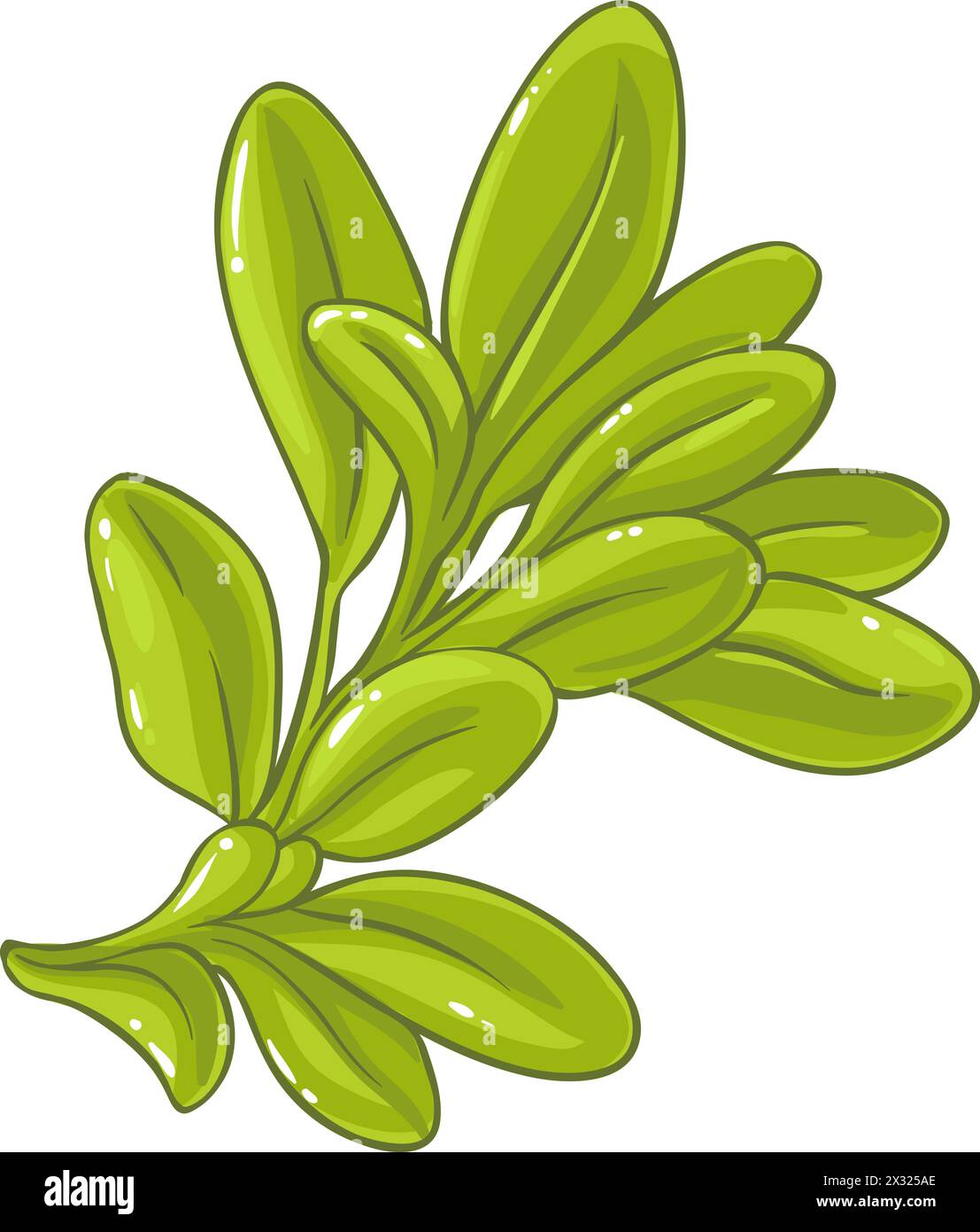 Sage Plant Colored Detailed Illustration Stock Vector Image & Art - Alamy