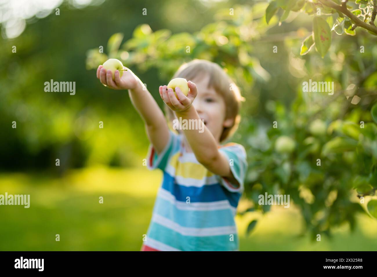Cute toddler boy helping to harvest apples in apple tree orchard in ...