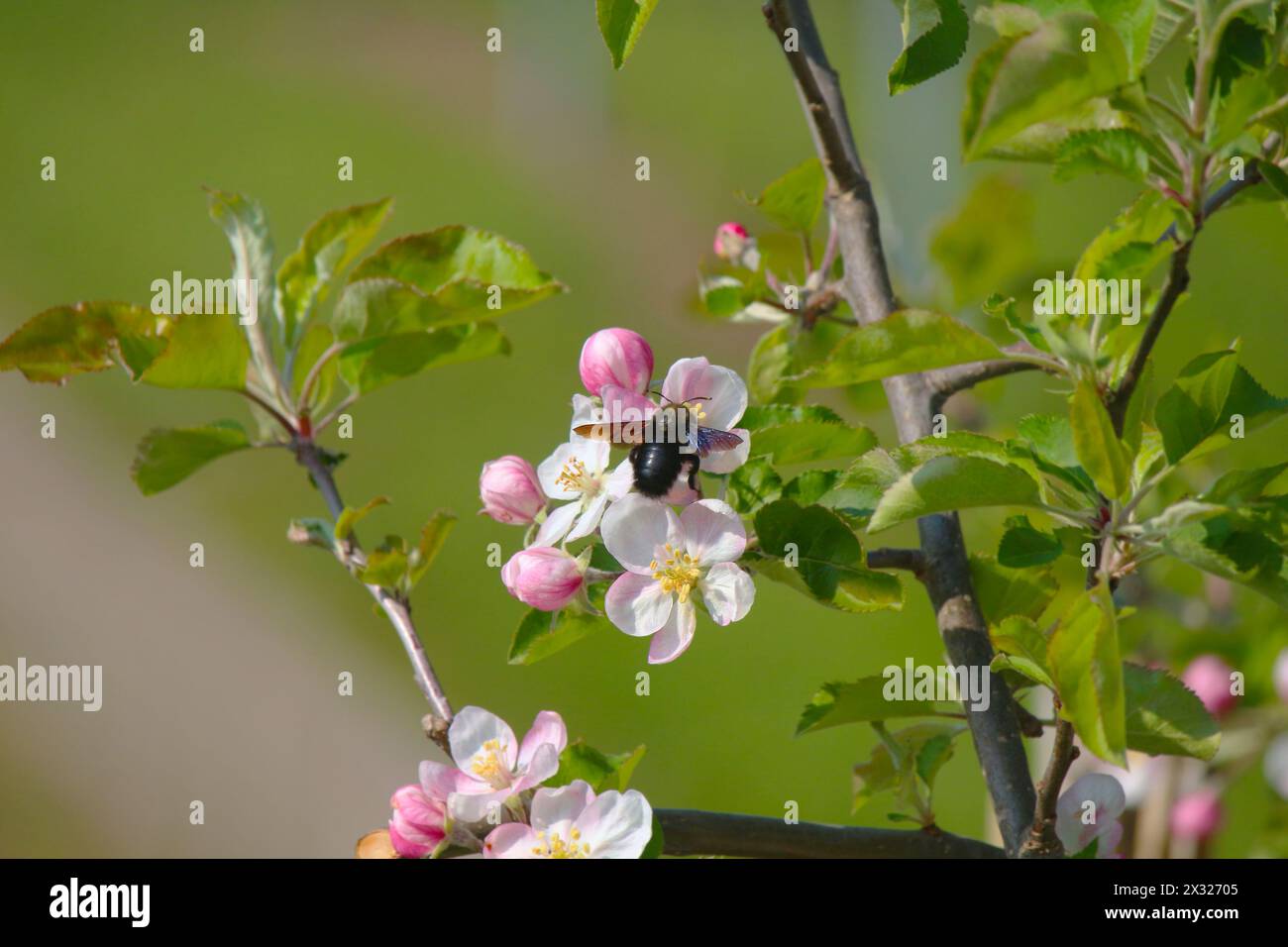 Violet carpenter bee (Xylocopa violacea) the largest wild bee in ...