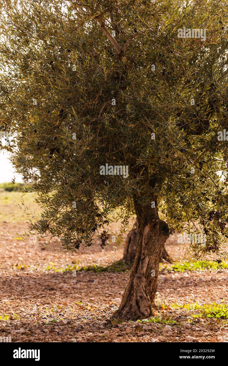 field of olive trees with olives on their branches for consumption and ...