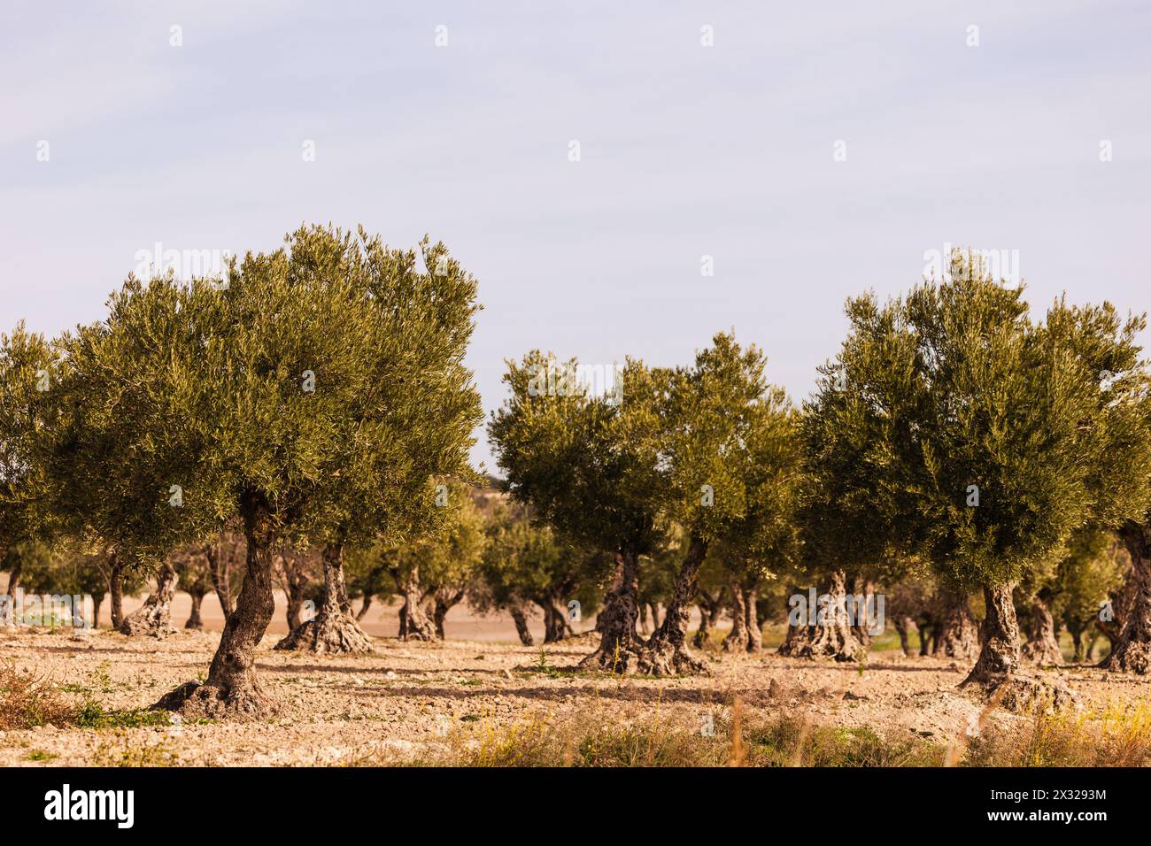 field of olive trees with olives on their branches for consumption and ...