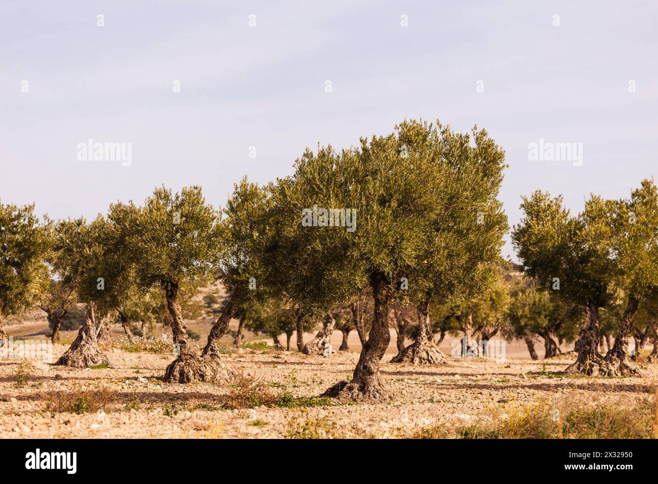 field of olive trees with olives on their branches for consumption and ...