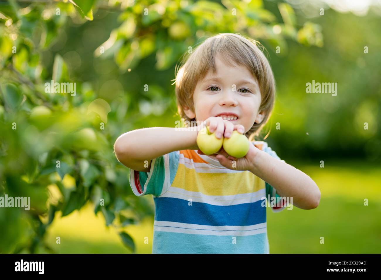 Cute toddler boy helping to harvest apples in apple tree orchard in ...