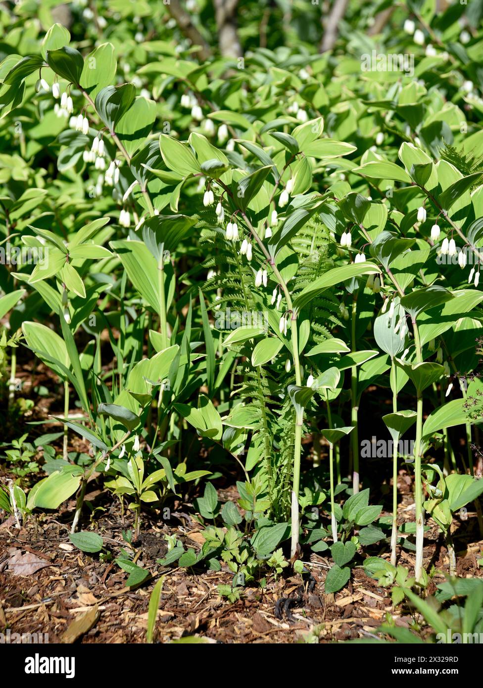 A bed of lily of the valley native plants at the North Carolina ...