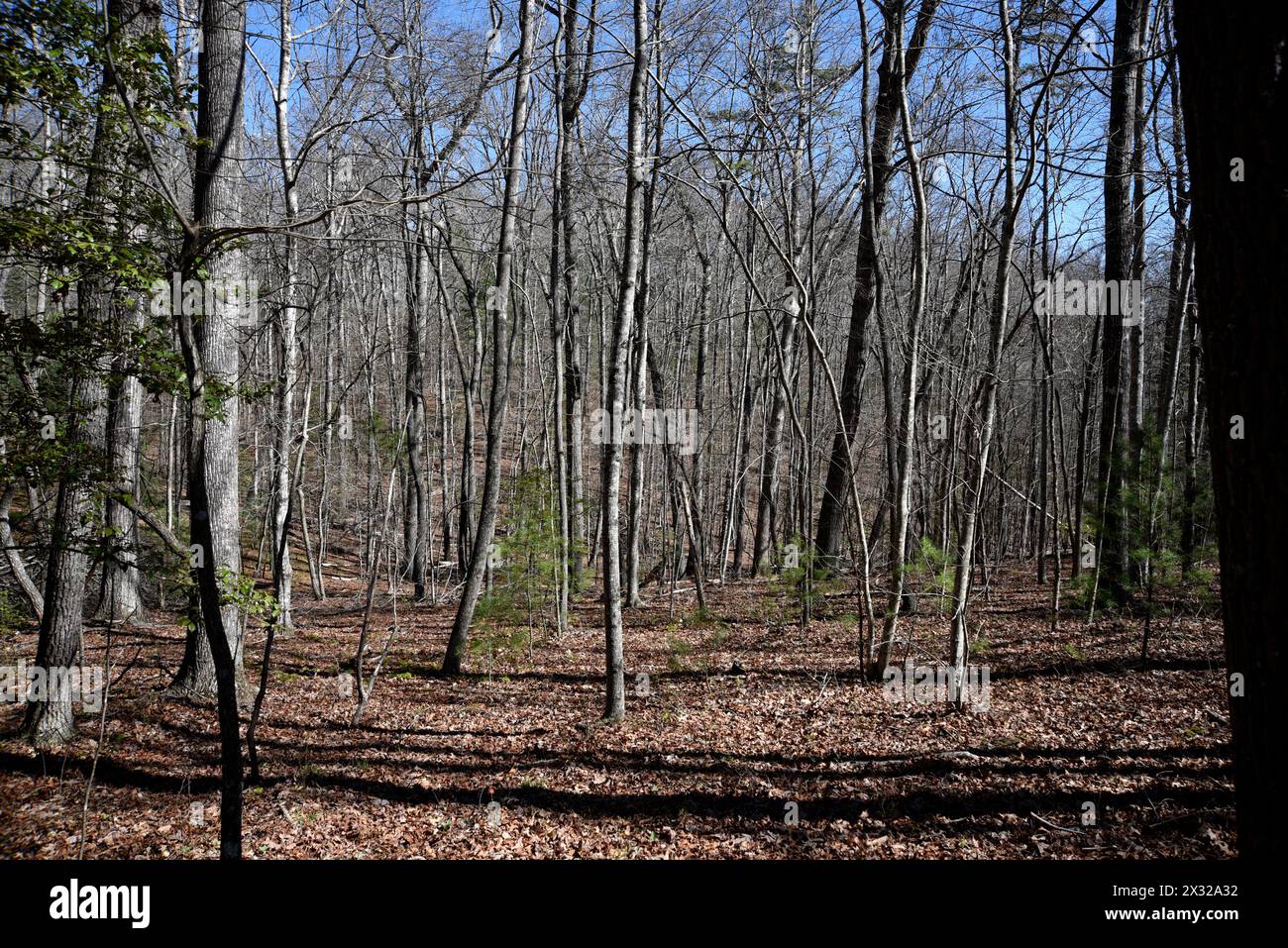 A secondary growth forest at the North Carolina Arboretum in Asheville ...