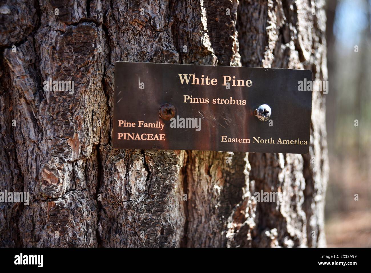 An identification tag on a white pine tree along a nature trail at the ...