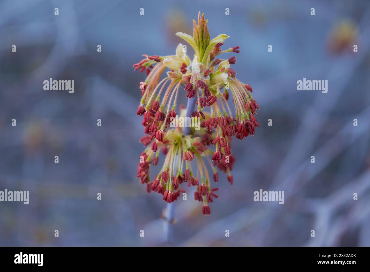 American ash leaved maple hi-res stock photography and images - Alamy
