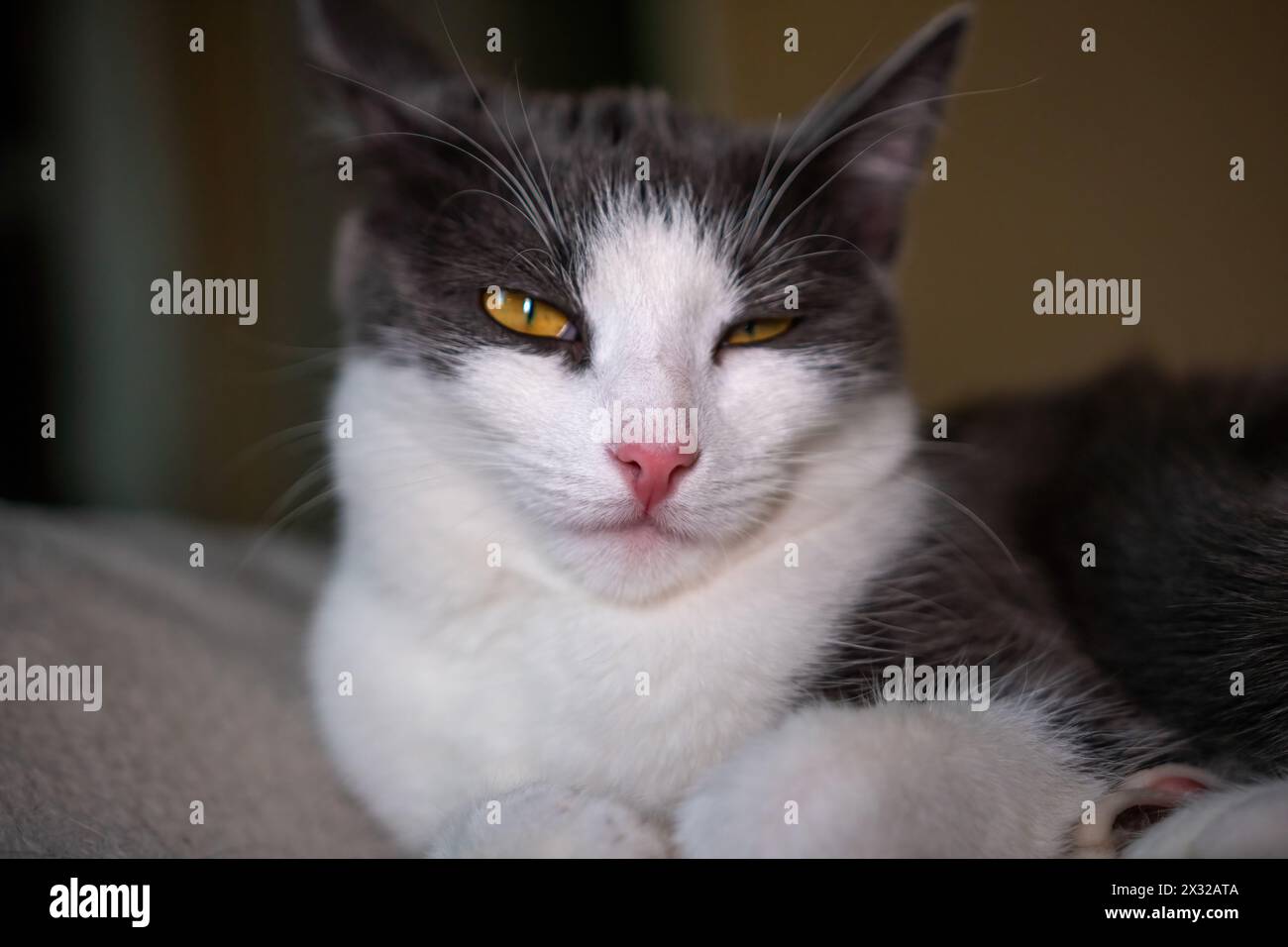 cat with a pink nose and yellow eyes is laying on a bed. The cat ...