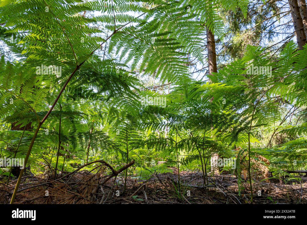 Bracken fern pteridium hi-res stock photography and images - Alamy