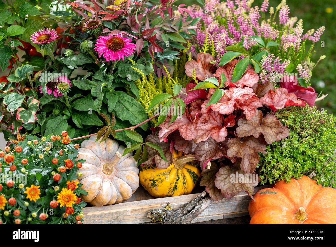 Erica hiemalis hi-res stock photography and images - Alamy