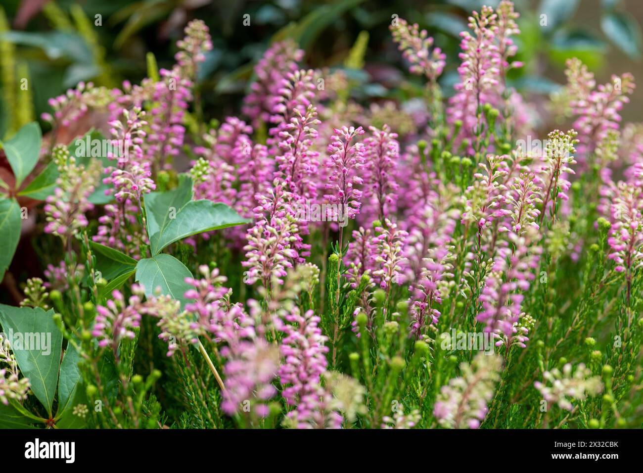 Erica hiemalis hi-res stock photography and images - Alamy