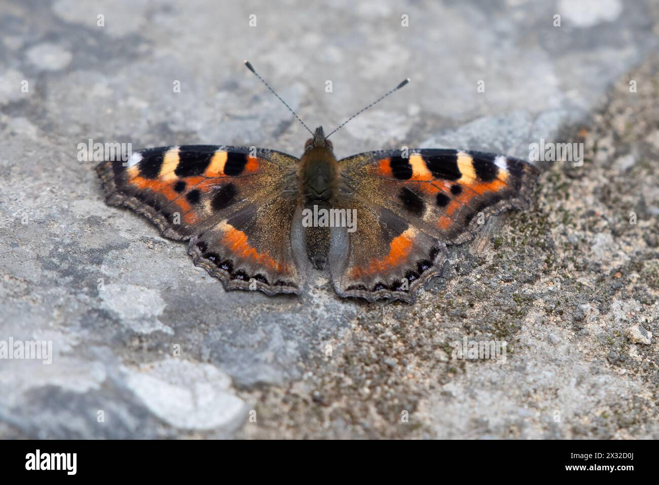 Indian tortoiseshell hi-res stock photography and images - Alamy