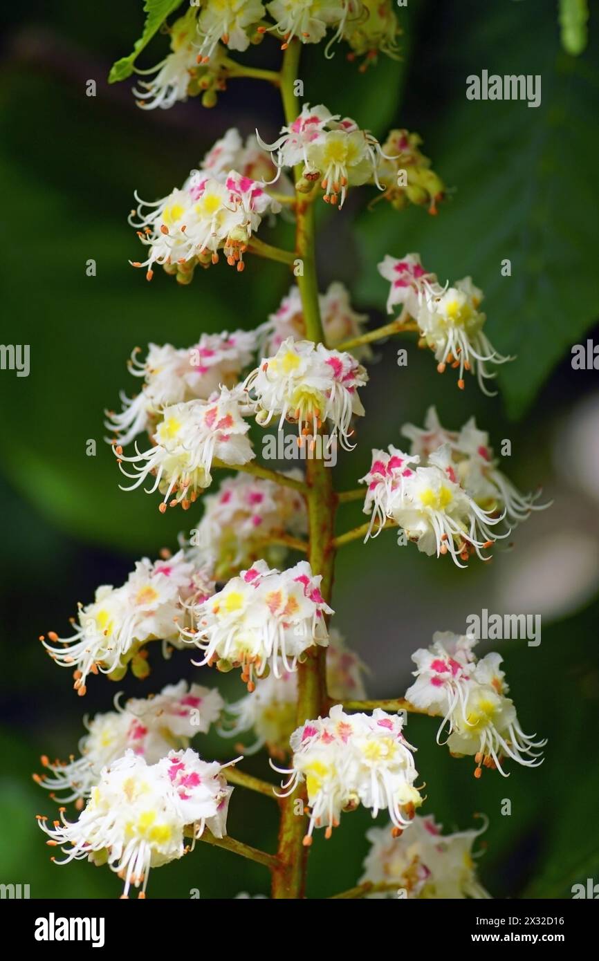 Chestnut maple forest hi-res stock photography and images - Alamy