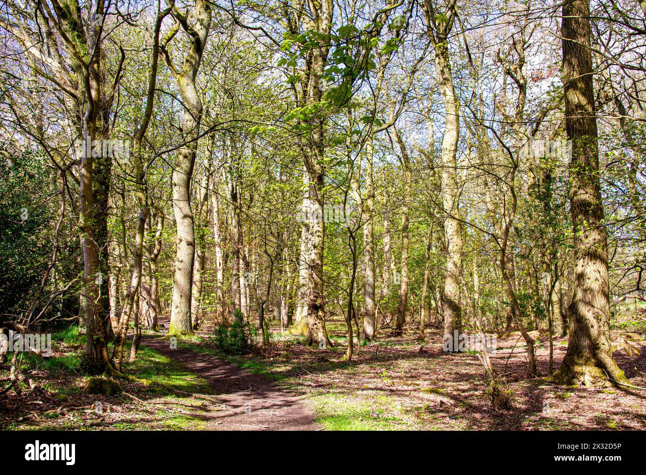 Dundee, Tayside, Scotland, UK. 24th Apr, 2024. UK Weather: Stunning ...